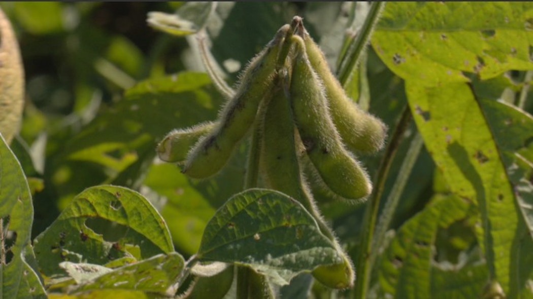 Oklahoma Soybean farmers ready to harvest, hoping to sell overseas