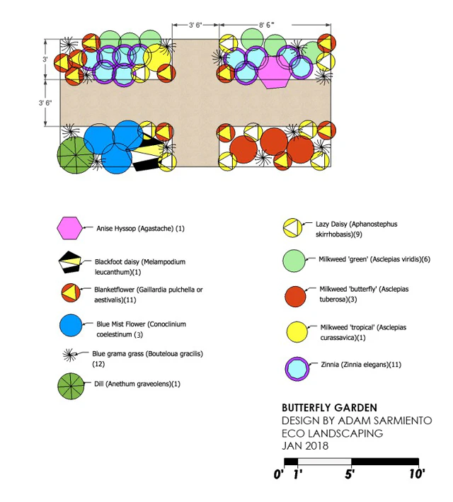 How do I plant a monarch butterfly garden with native plants?